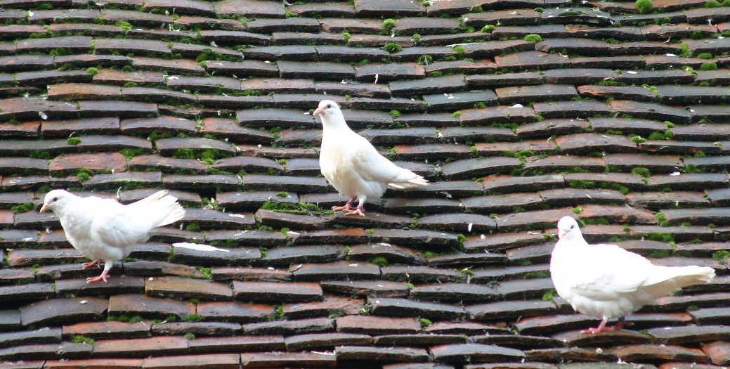 My Doves: Babies fledge at last, but new baby arrives