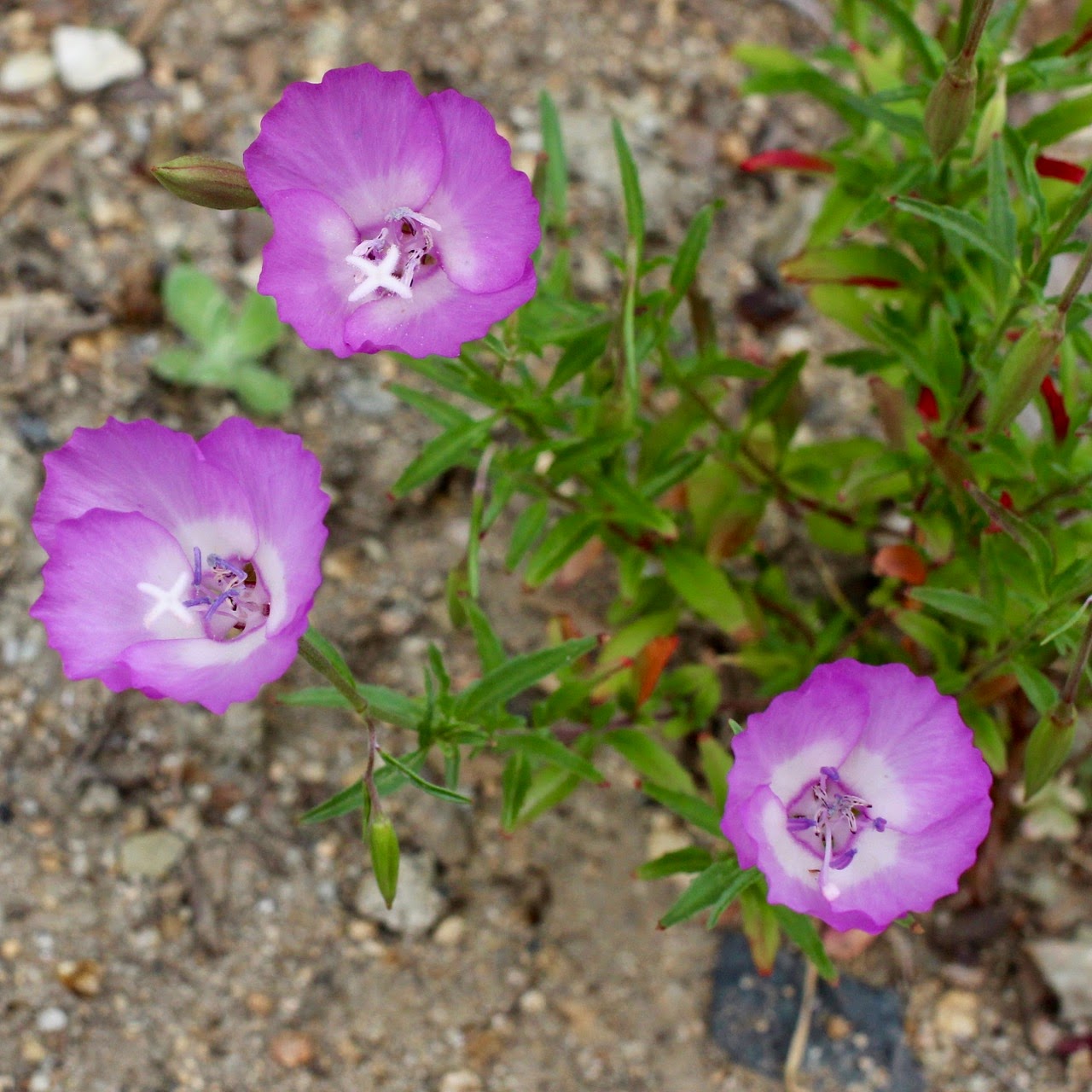 Plant Of Month January Purple Clarkia