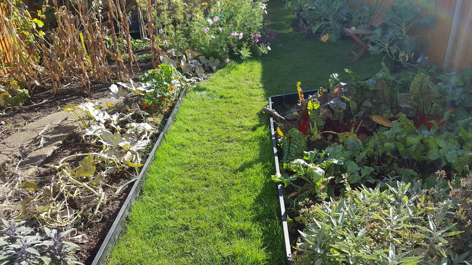 Veg patch from scratch: Edging made from decking boards