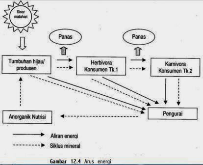 Hubungan Antar Komponen Ekosistem - Biologi SMP Kelas 7