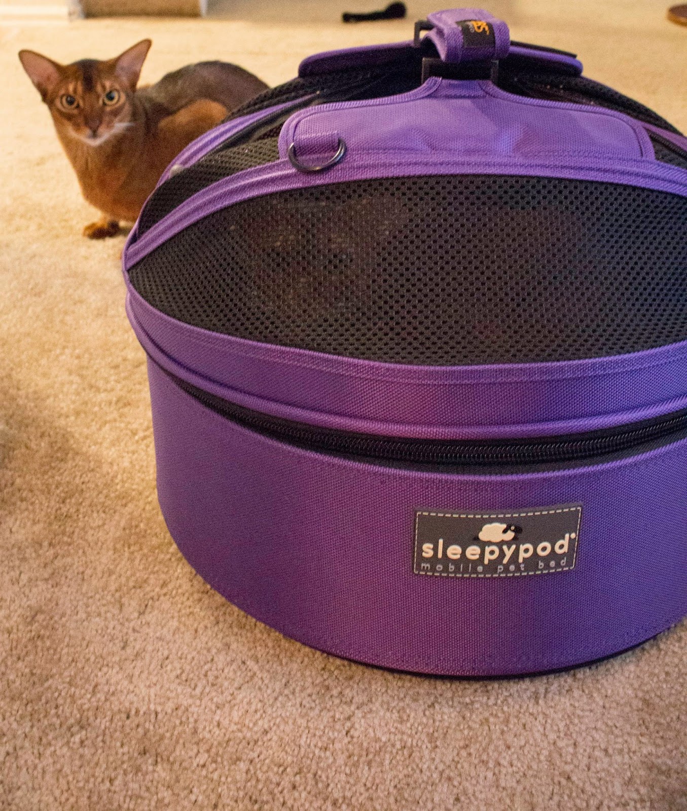 Violet Sleepypod - The Tails of 4 Kitties