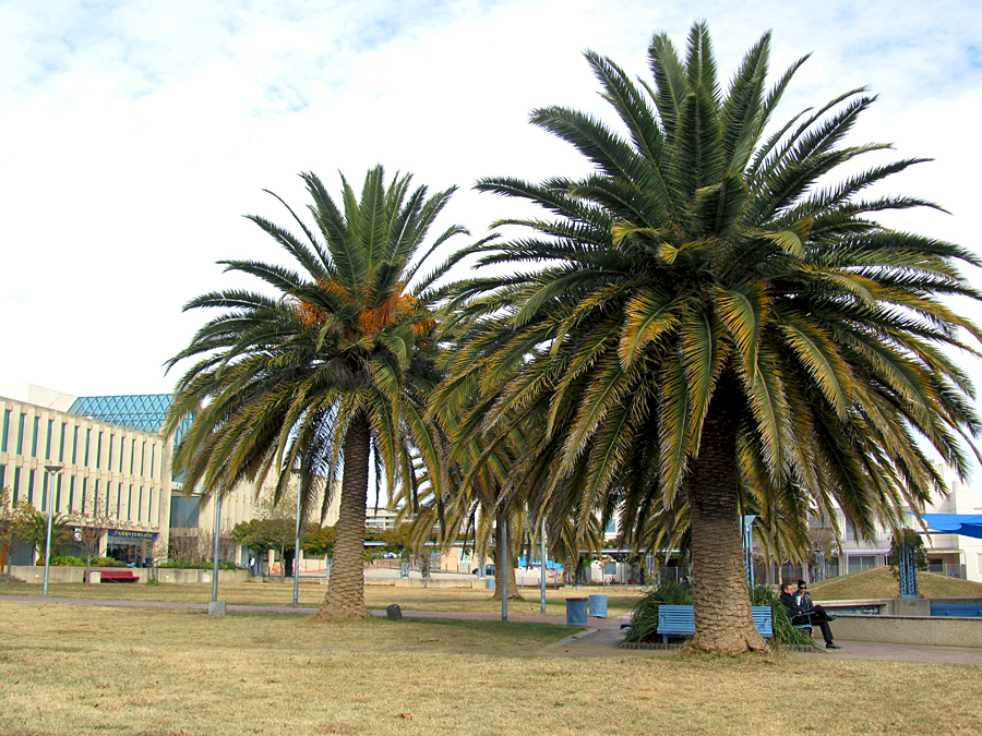 Daily Photo Canberra: May 2011