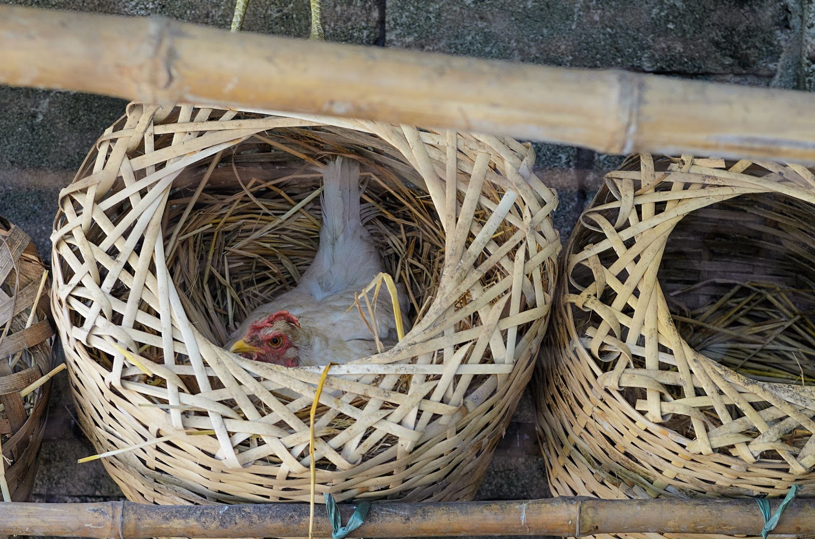 The Unconventional Guide to Badoc White Sands Island | AvianQuests