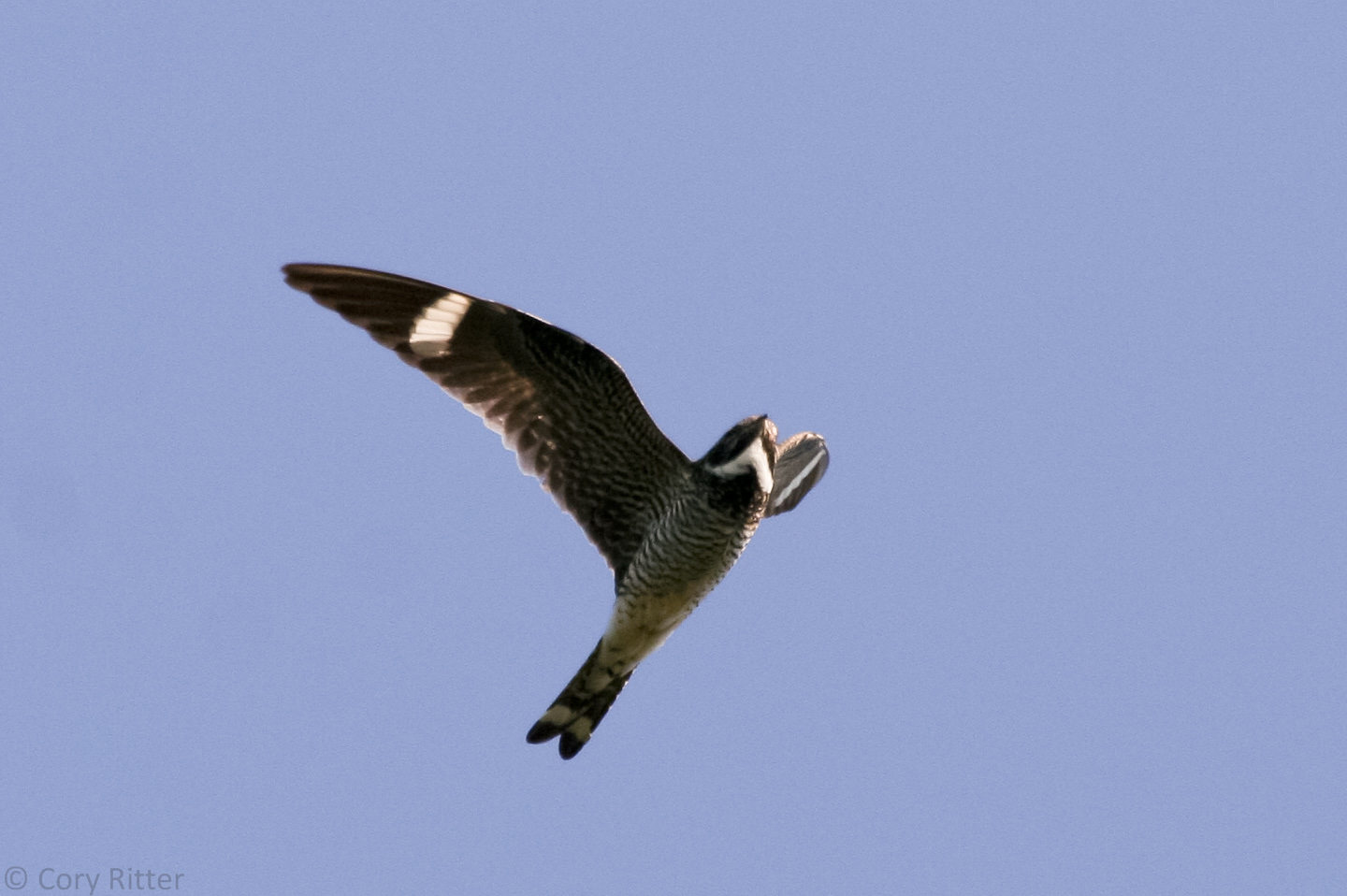 Boom Chachalaca: Duluth's Common Nighthawk Migration