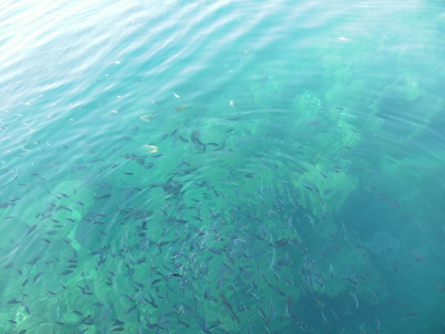 Wandering Turista: Fish Interaction, Barangay Calag-Itan