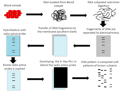 Biology Notes for Class11th, 12th, and NEET : Biology Blog: Steps of ...