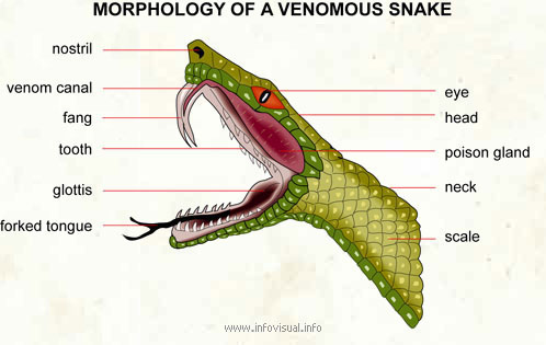 Morphology of a venomous snake ~ Venomous Snakes