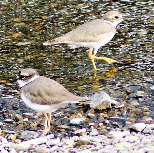 Long-billed plover images | Birds of India | Bird World