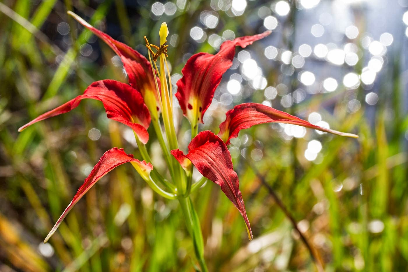 Bob's Photos: Pine Lilies