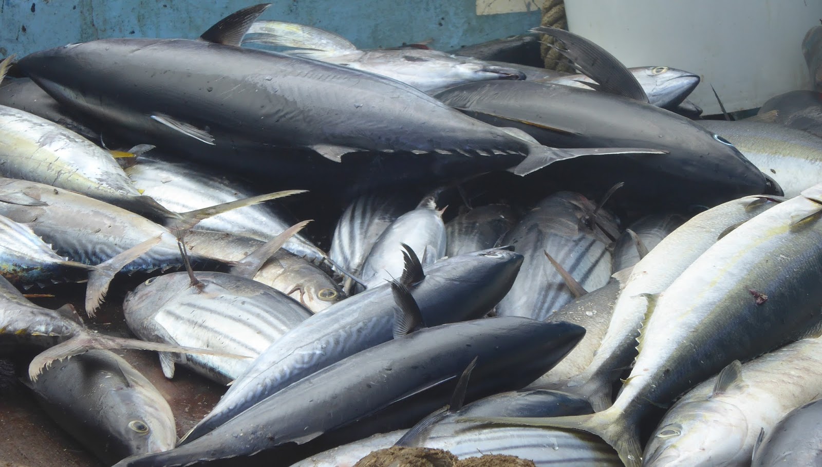 Yap Island and Dr. Rosemary: More pictures from Eauripki.