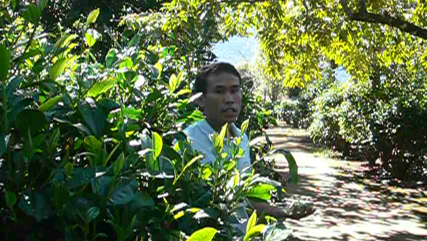 5 grains de riz: Le plateau des Boloven : les Katus en vrai