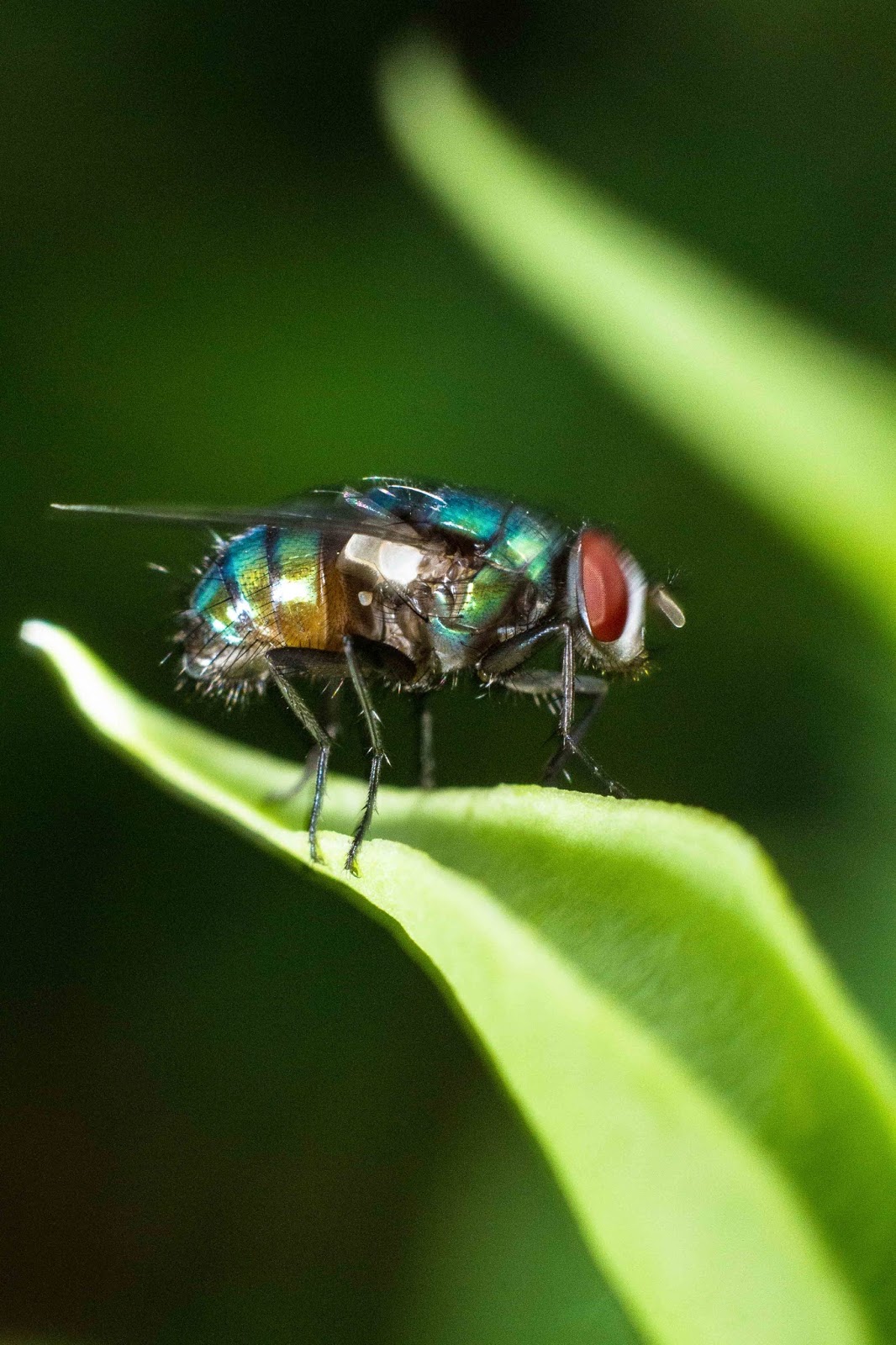 Musicroom's Imaging: Blue Bottlefly