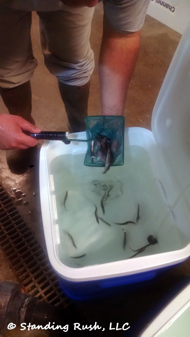 Moment in the Marsh: Circling Back: Northern Pike at TPS