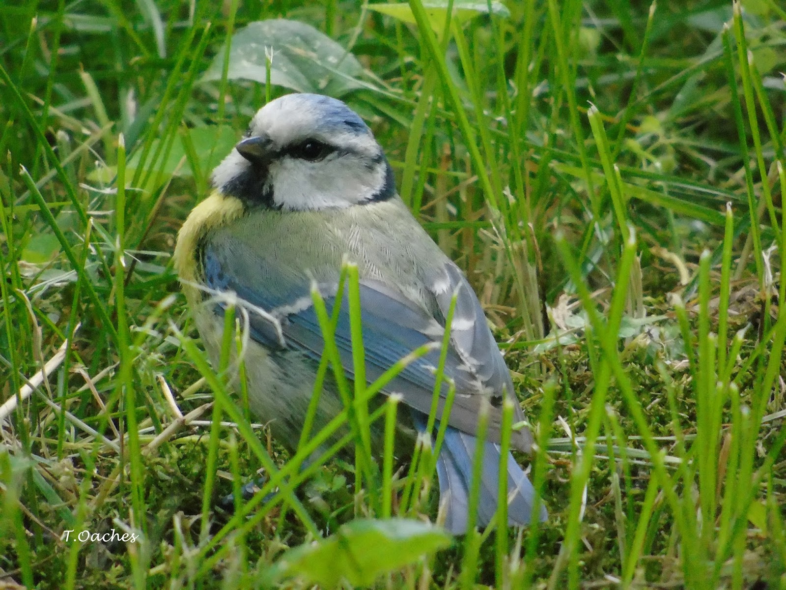 PASARI DIN ROMANIA: PITIGOI ALBASTRU (1), Cyanistes caeruleus