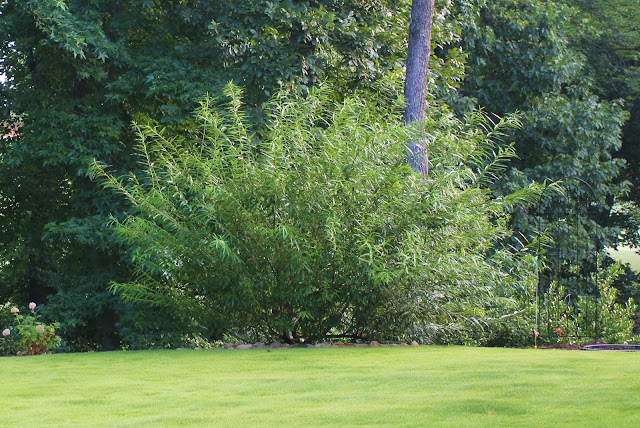 Cheryl's 2 Cents' Worth: Growing Pussy Willows and Curly Willows