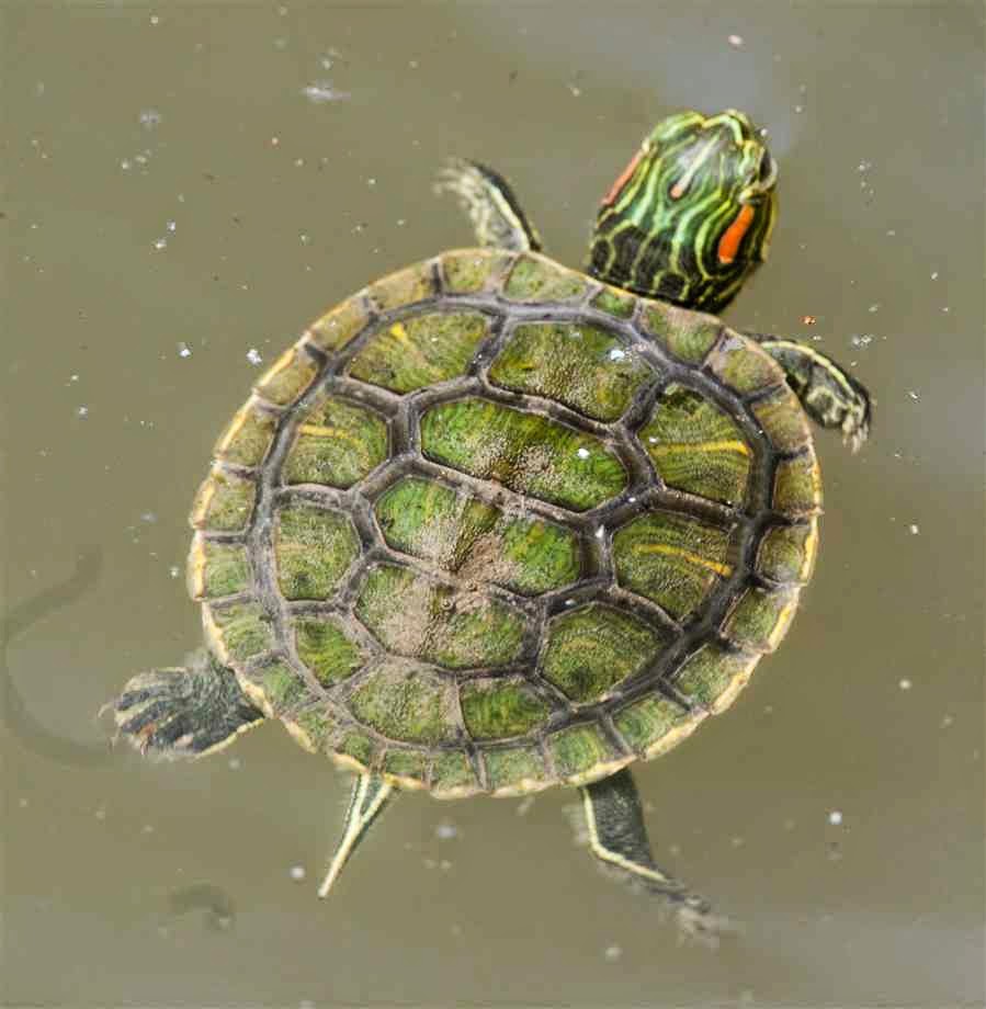 Acuariofilia CR: Tortugas Acuáticas