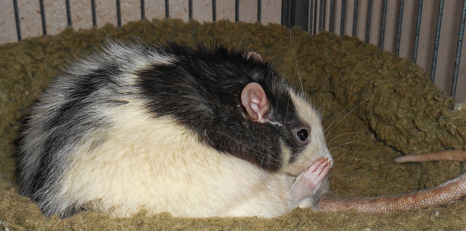 Dark Thoughts: Large, Squishy Rats