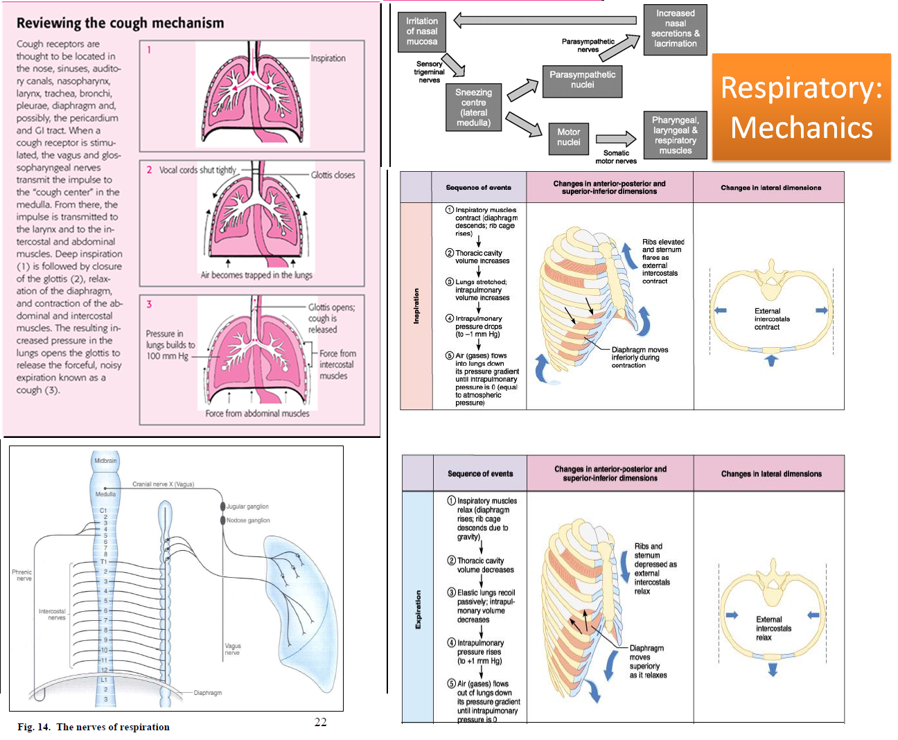 Medical Concept maps : Respiratory System