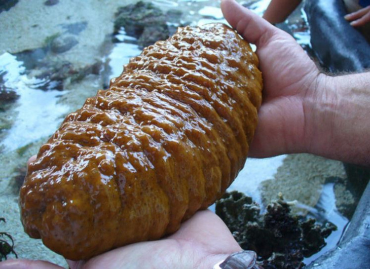 Khasiat dan Manfaat QnC Jelly Gamat - Kesehatan Herbal QnC Jelly Gamat