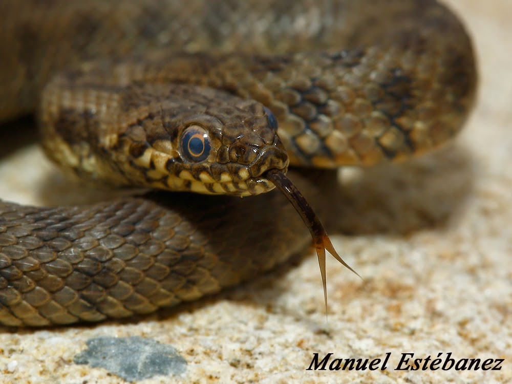 Miradas Cantábricas: Culebra viperina (Natrix maura)