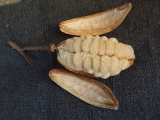 Biodiversidad y Cultura Amazónica: HUIMBA (Ceiba sumauma)