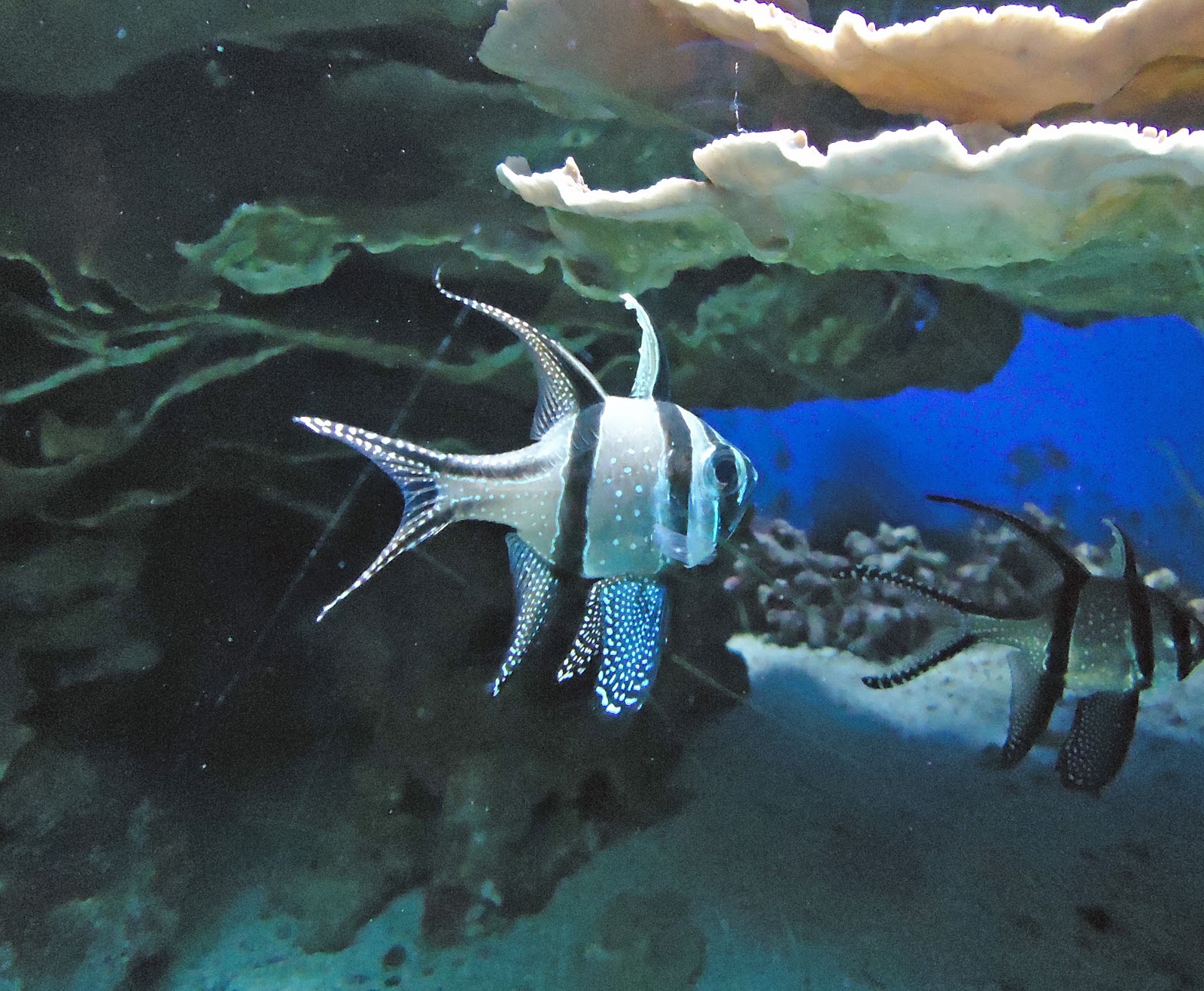 Jolene Beads: The Aquariums at Regents Park Zoo, London