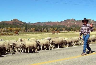 Heroes, Heroines, and History: Colorado Sheep Camps