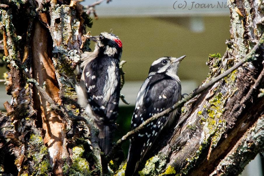 Pacific Northwest Photography: Hairy Woodpecker Pair, male feeding female