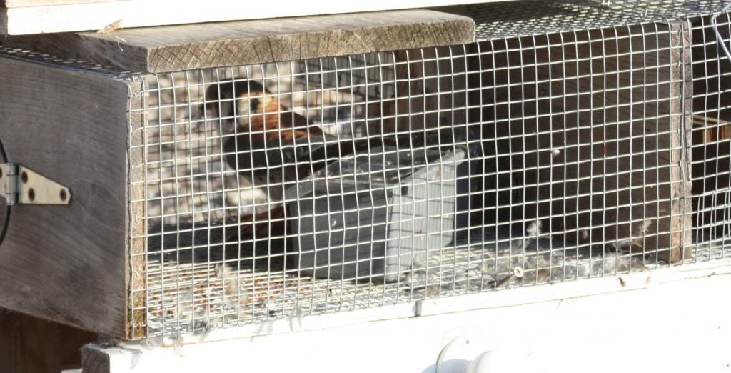 The Birds & The Bees: Trapping and Shooting Strategies for Eliminating ...