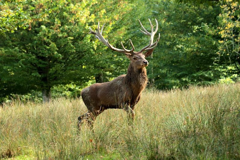 Vers le vent: Un grand cerf