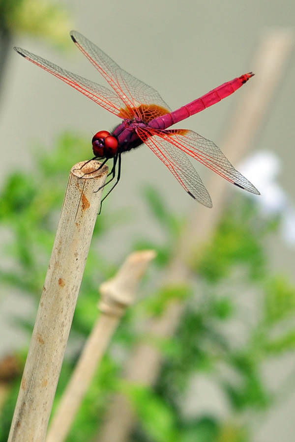 S T i l e T To: Dragonfly ballet - Pas de libellule