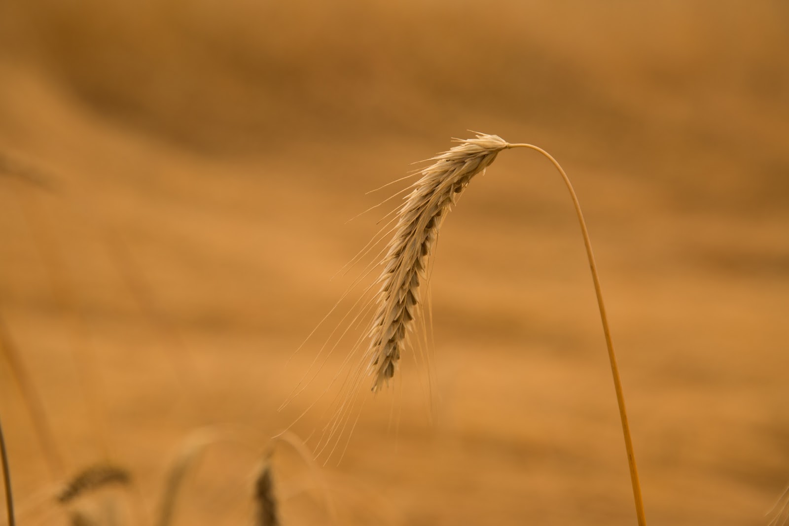 Faith, Fiction, Friends: A singularity of wheat