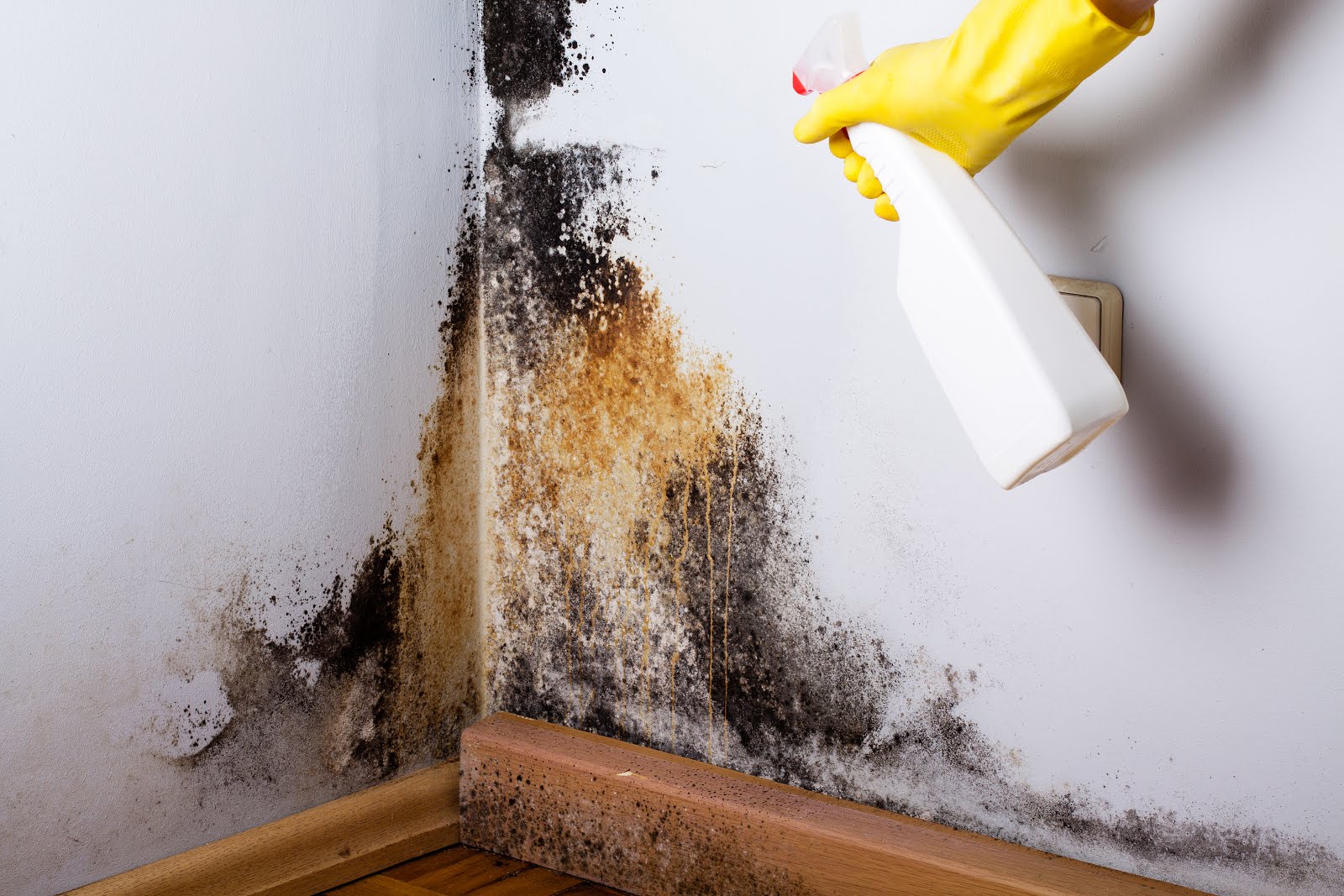 Healthy Home Digest: What is Mold? (part 1)