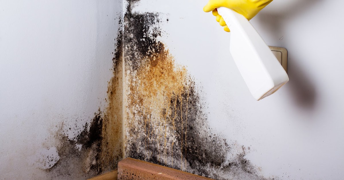 Healthy Home Digest: What is Mold? (part 1)