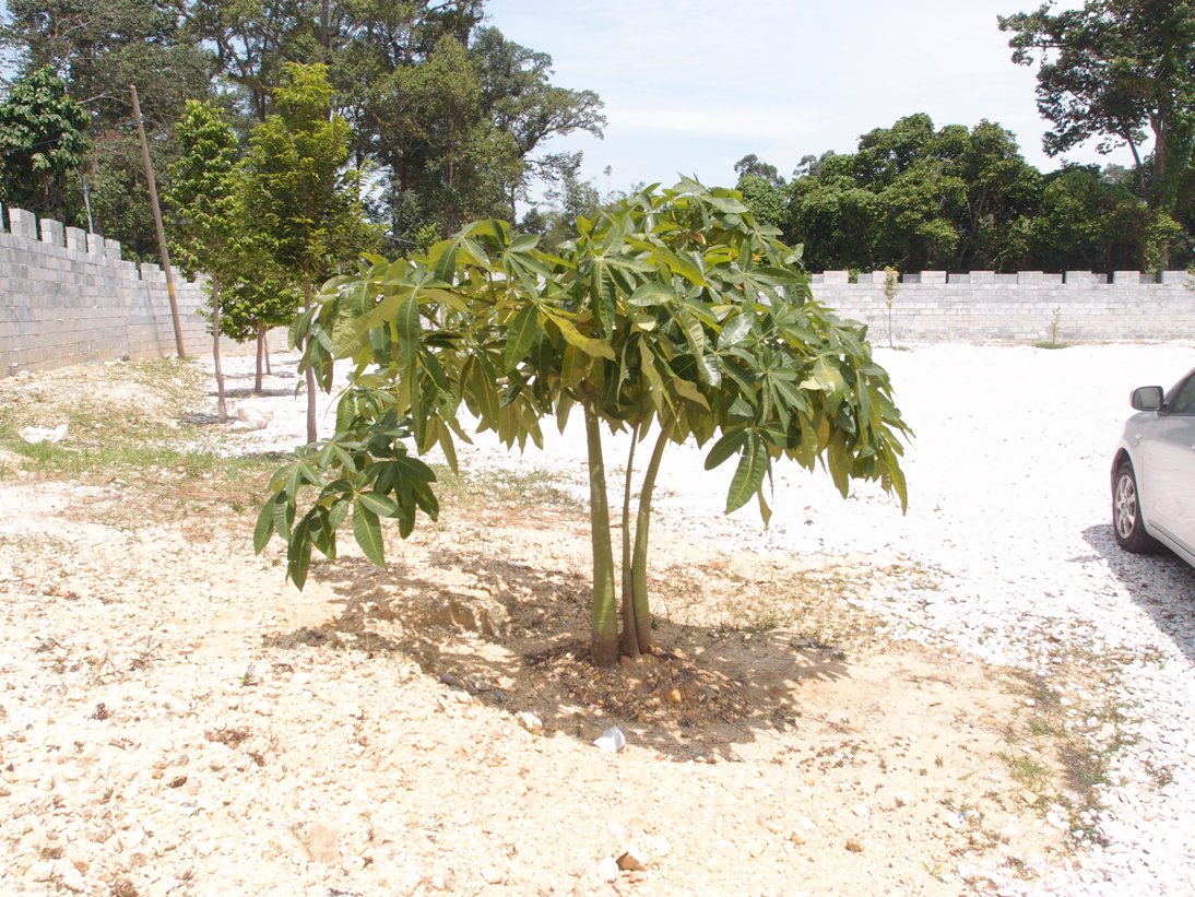 Xing Fu: MONEY PLANT TREE