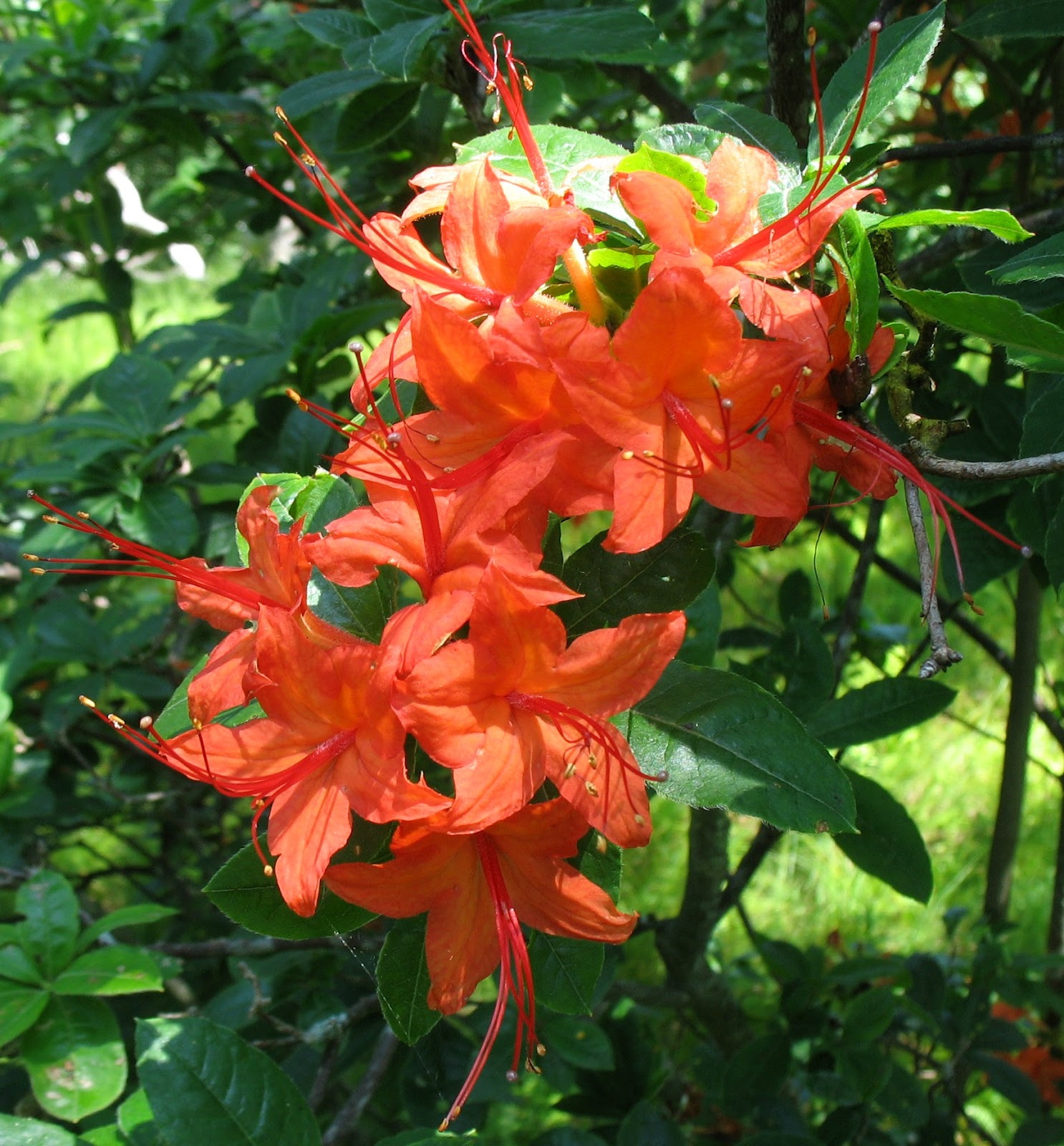 Using Georgia Native Plants: Azaleas in the Sky - Gregory Bald