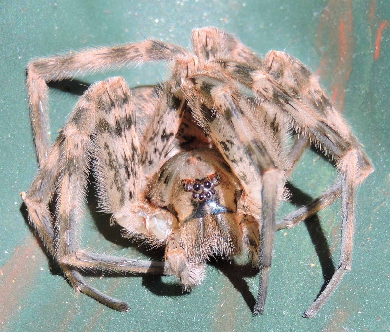 Malpighian Tubules Spider