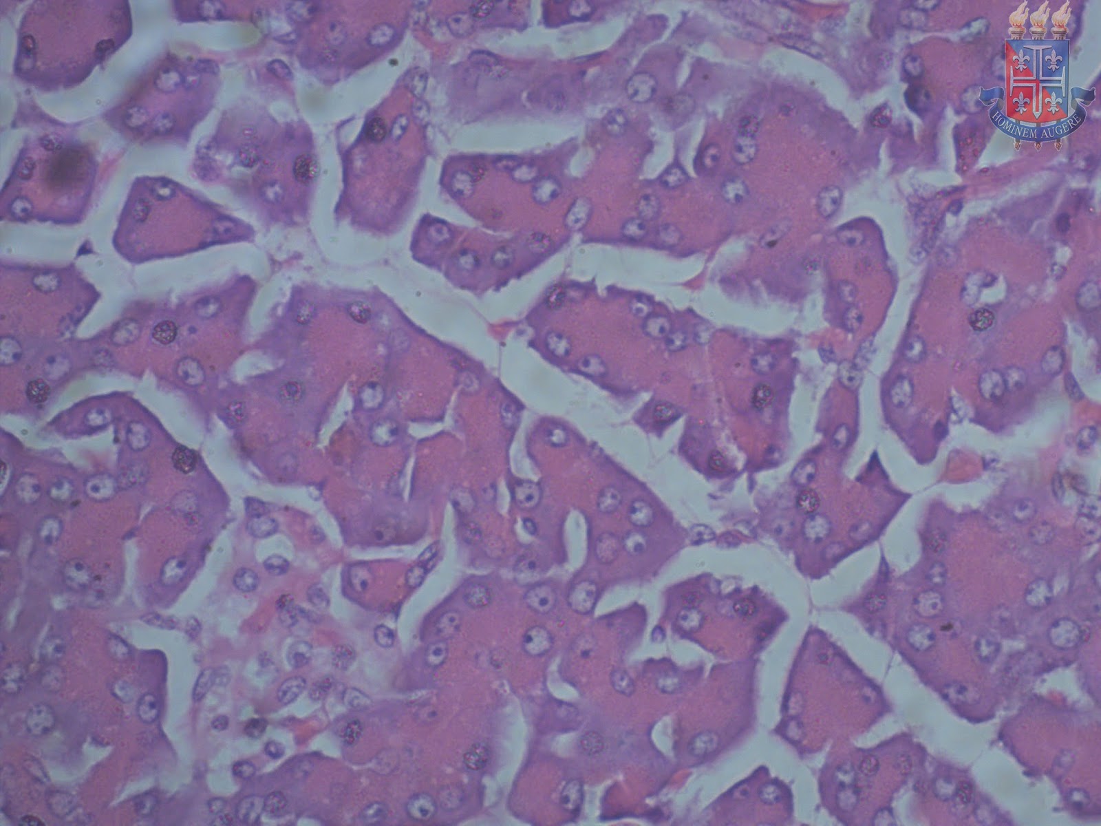 Atlas virtual de histologia e patologia: Pâncreas