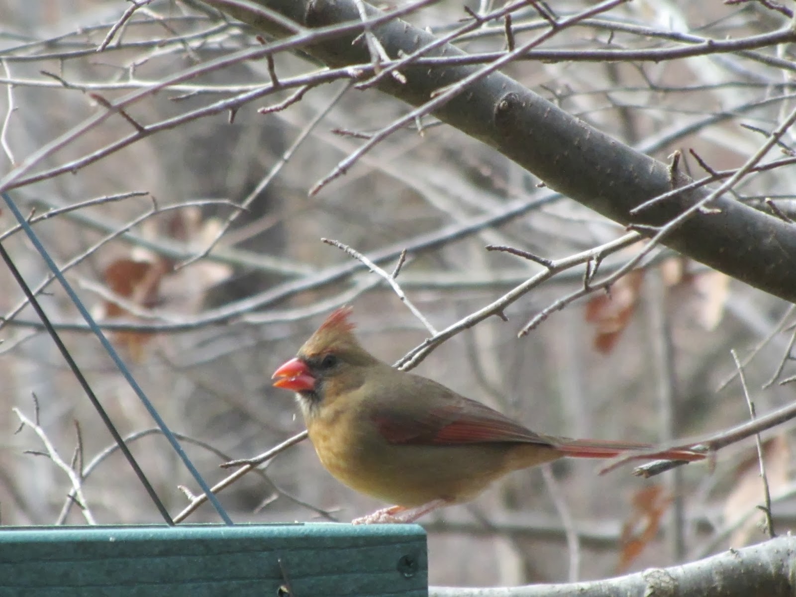 Using Georgia Native Plants: January 2014