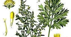 ABSINTO - Artemisia absinthium - Planta Tóxica - 105 - Plantas Tóxicas