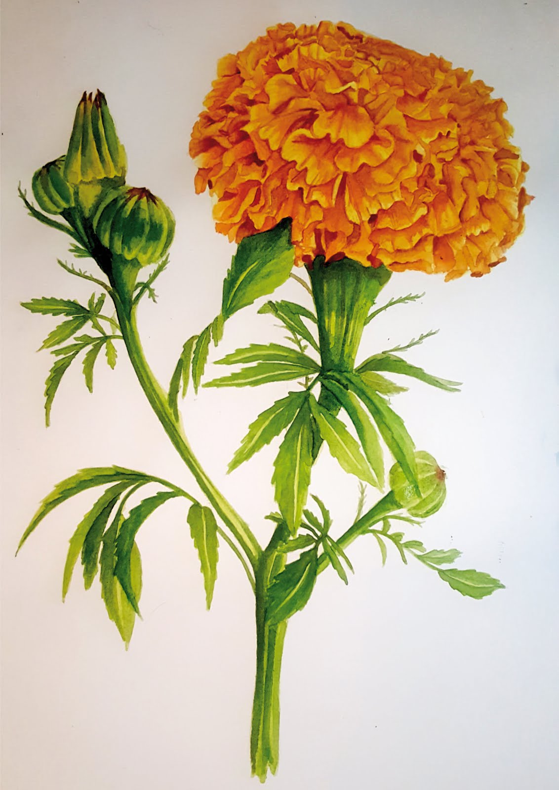 Geovanna Gallegos Navarro - Flor de Muerto