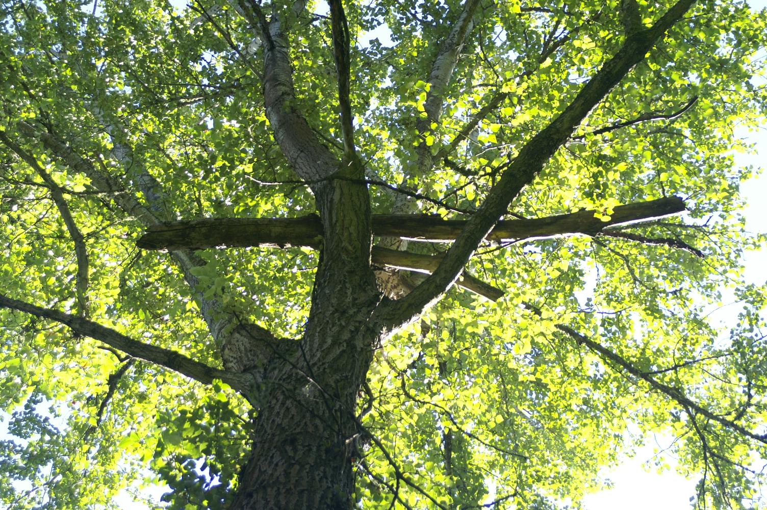 The Widowmaker Tree of James Island: History, Ecology, and Cultural ...