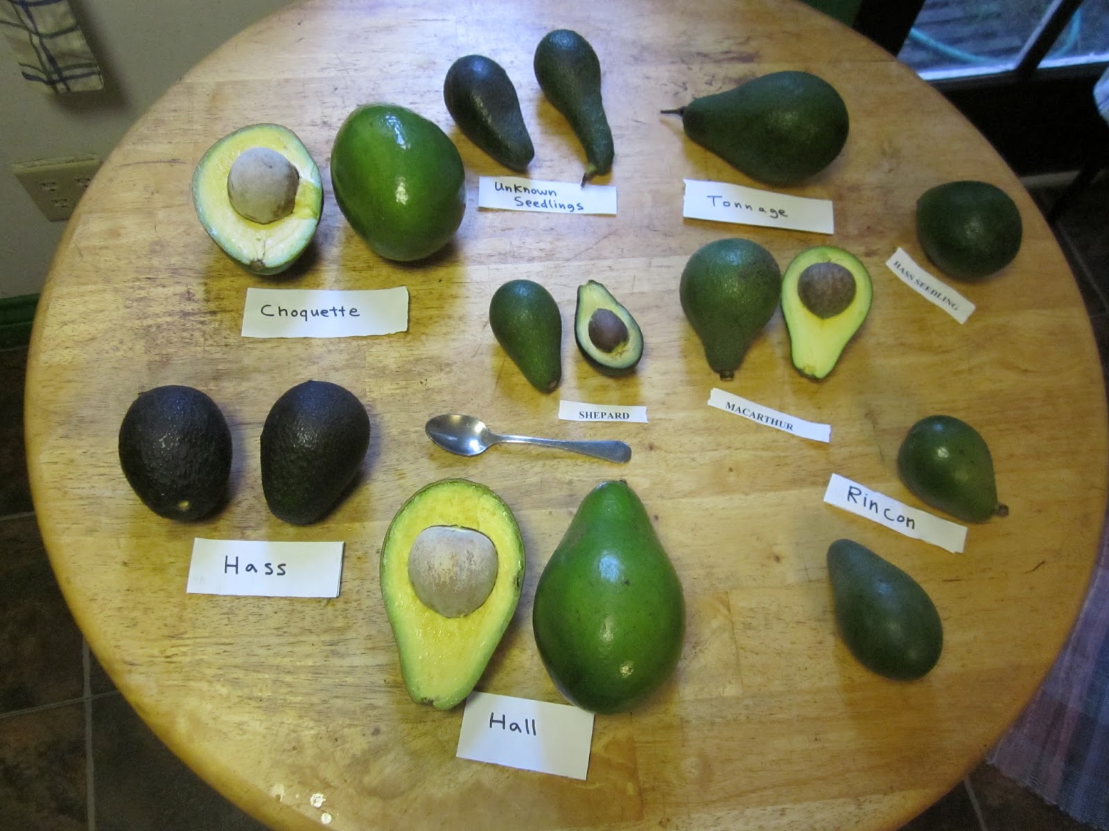 Curios: La curiosa historia del aguacate