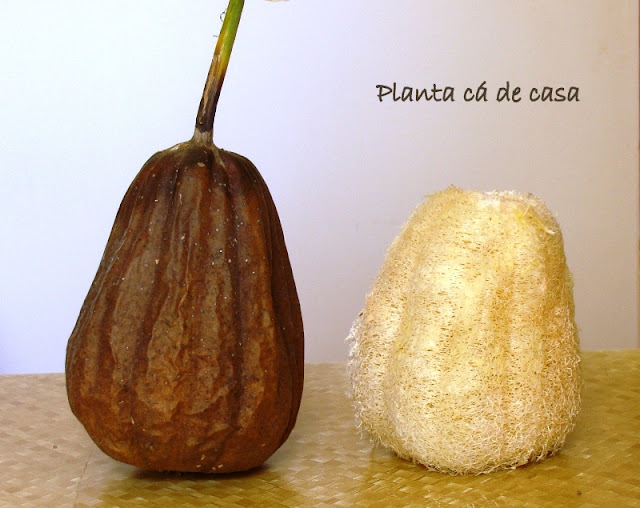 Planta cá de casa: Bucha vegetal