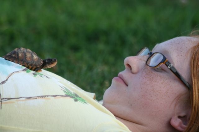 Shelly the Box Turtle | Outdoors | Before It's News