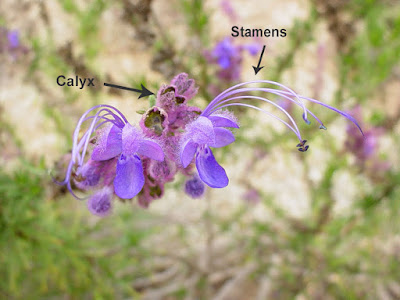 Mother Nature's Backyard - A Water-wise Garden: Plant of the Month (May ...