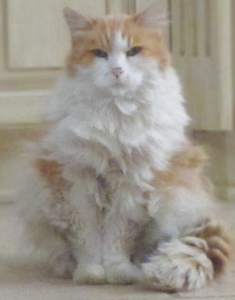 Kitty's Purrfect Spa: Pelted Kitties are in Pain! How you can help.