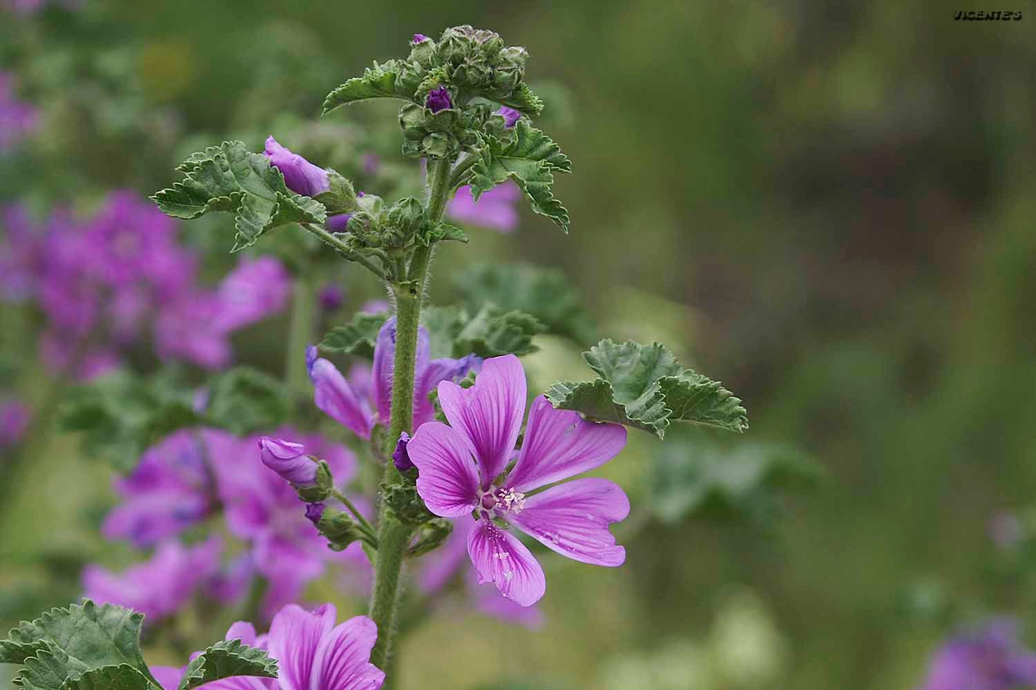 Las flores silvestres de Hormaza: Malva sylvestris