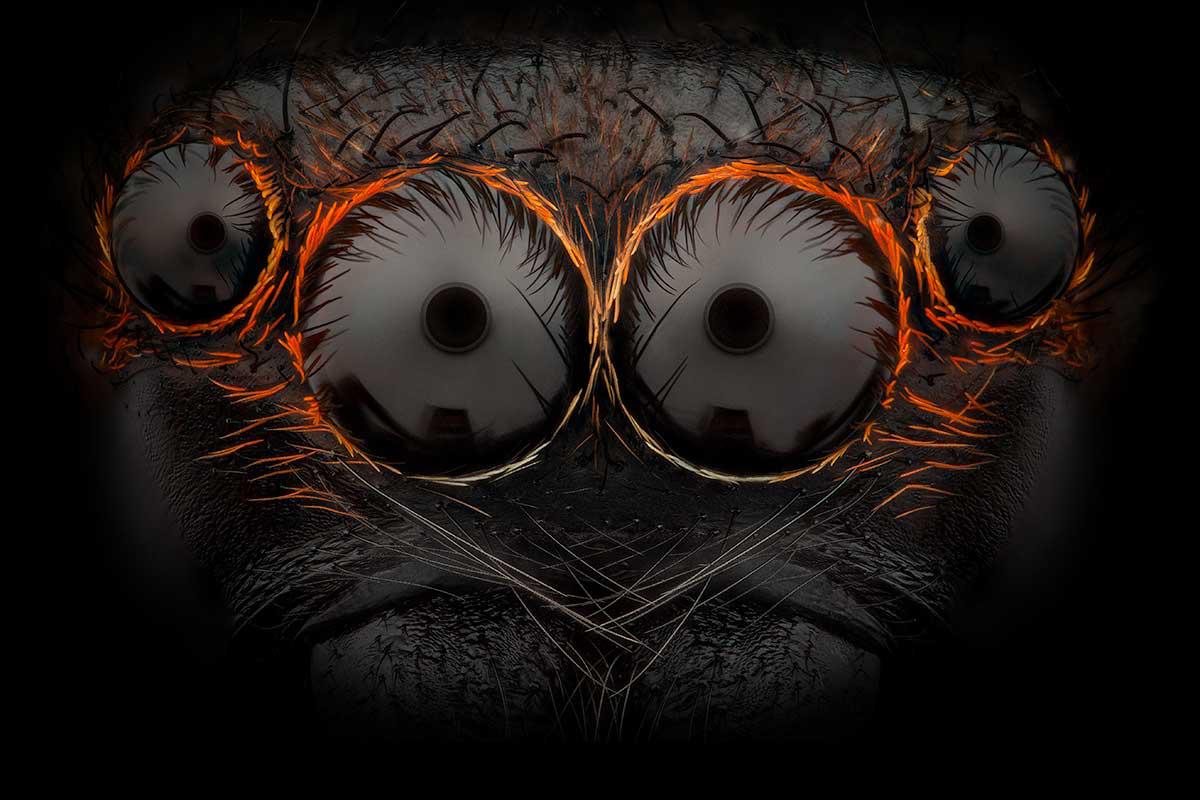 Lisa Photography Blog: Jumping Spider -- plus focus stacking tutorial