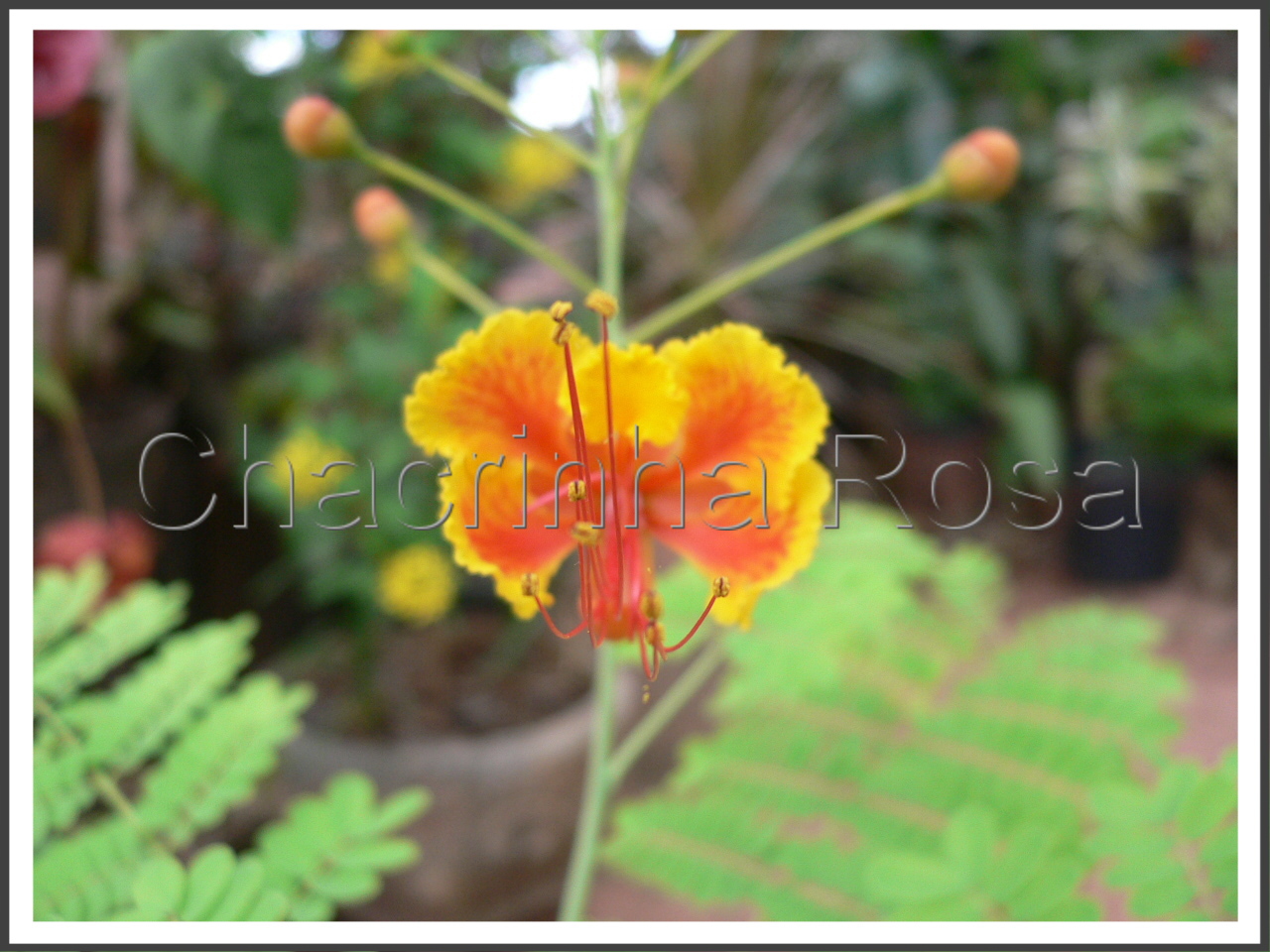 Chacrinha Rosa: Mini Flamboyant